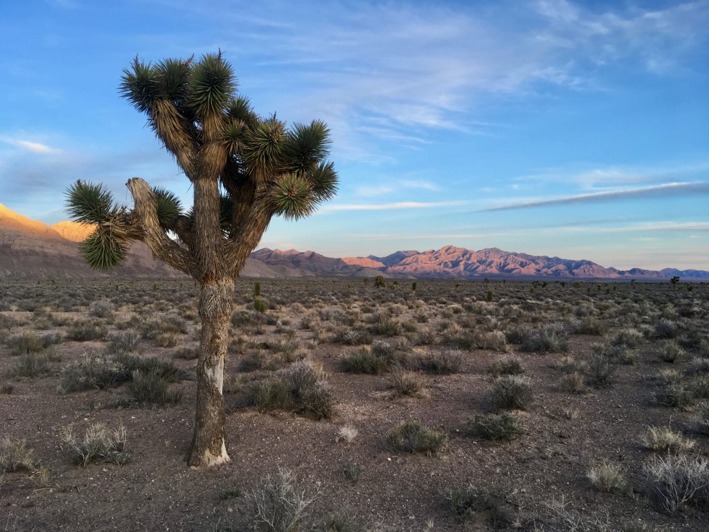 Return to Tikaboo Valley – The Joshua Tree Genome Project