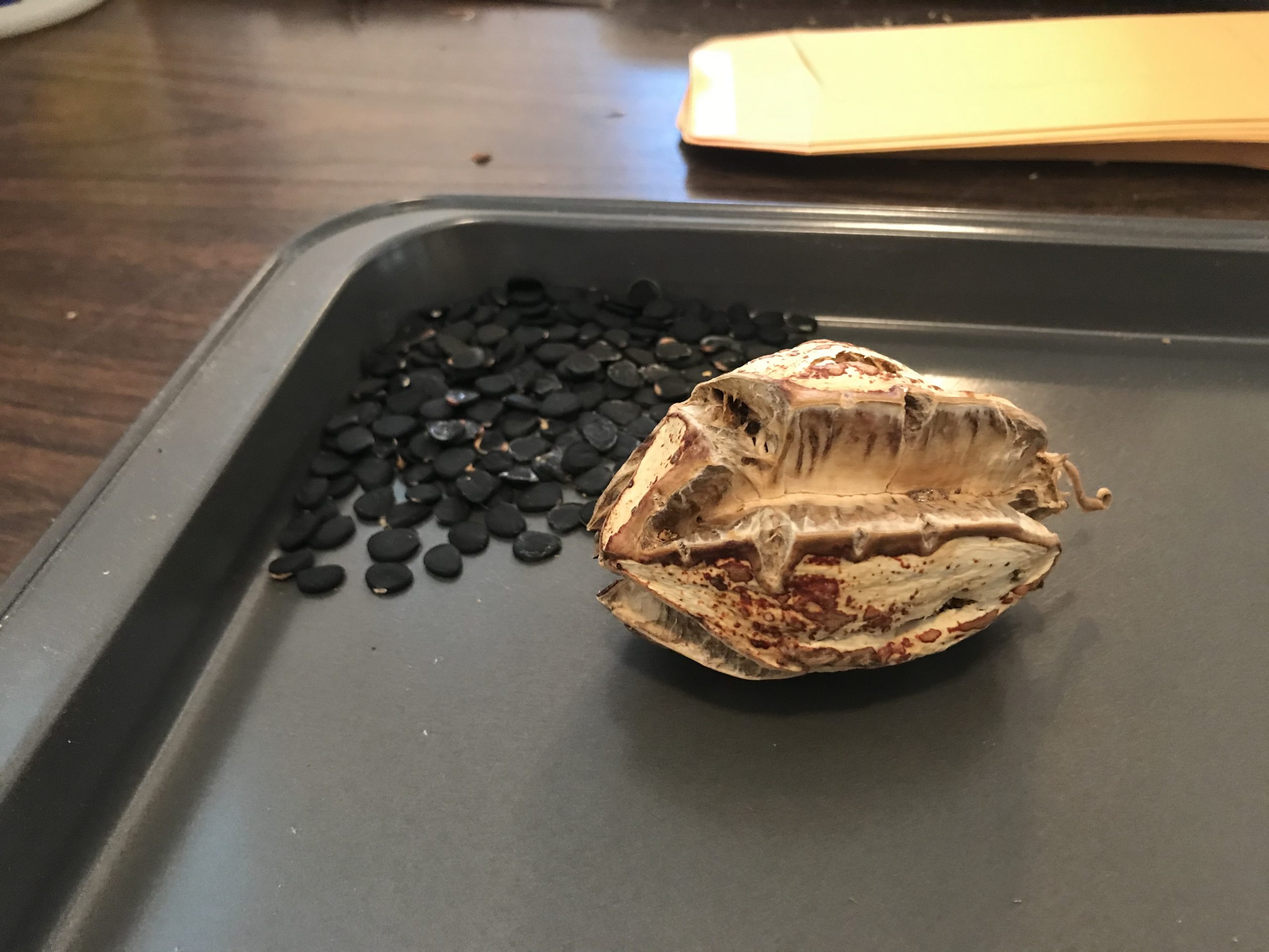 Gathering the seeds of new science – The Joshua Tree Genome Project