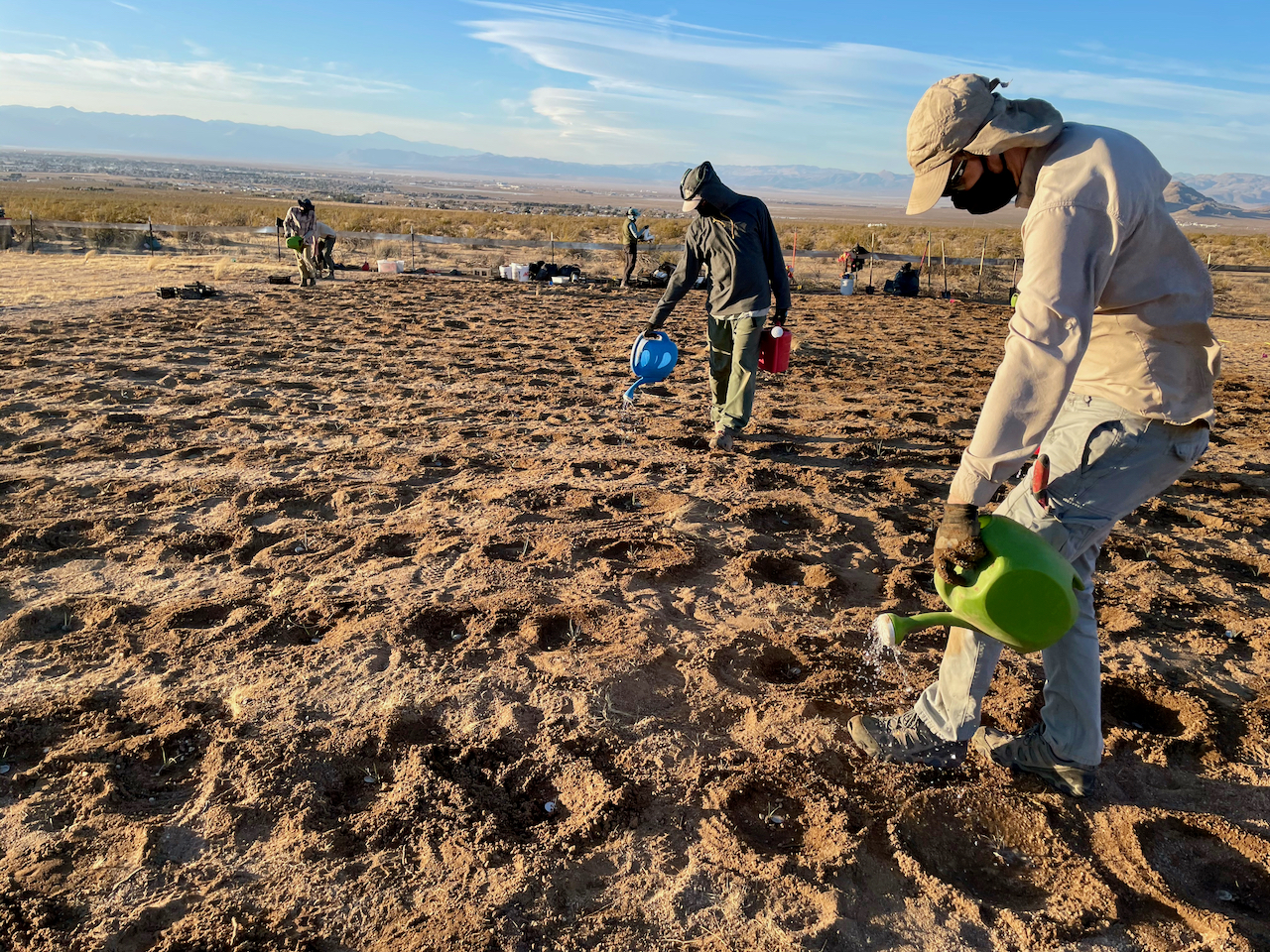 The Joshua Tree Genome Project