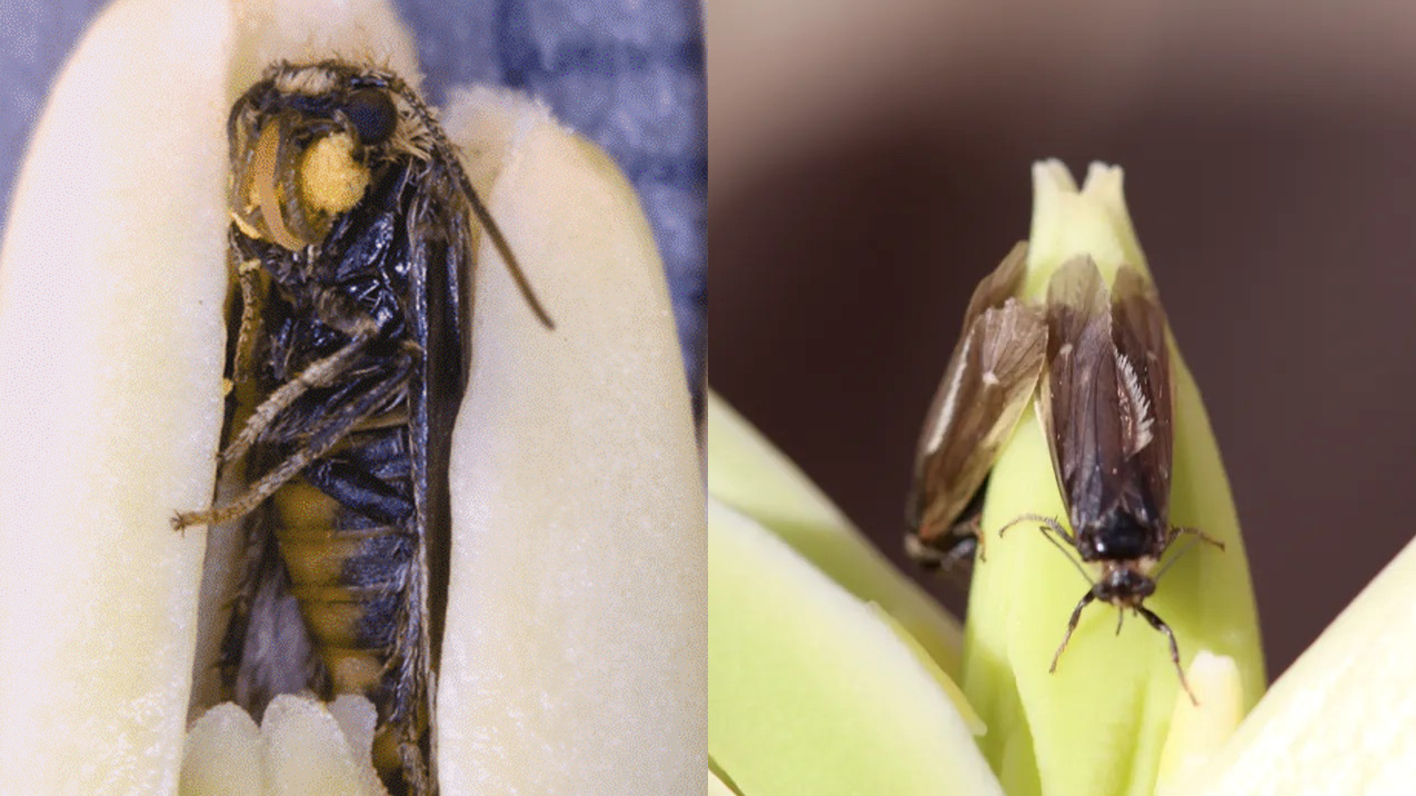 Help us map and study the activity of Joshua trees’ specialized ...